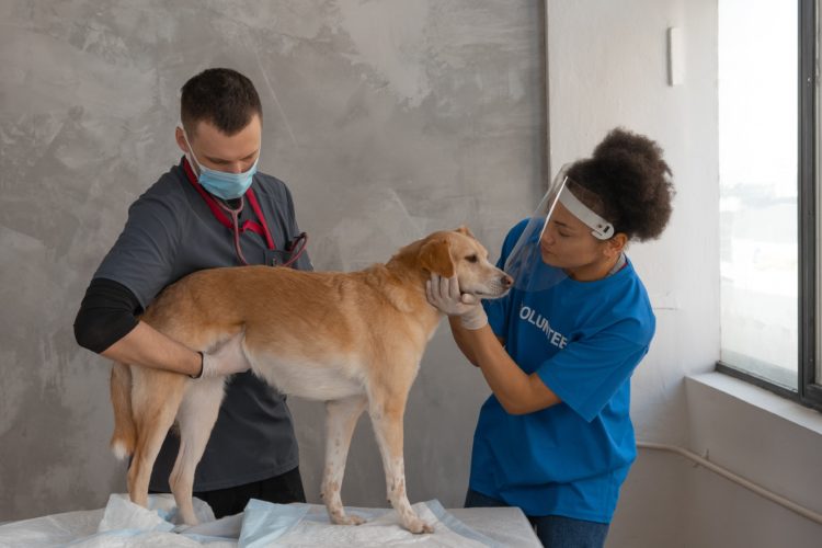 Asistente técnico veterinario - Institut Rocafort Barcelona